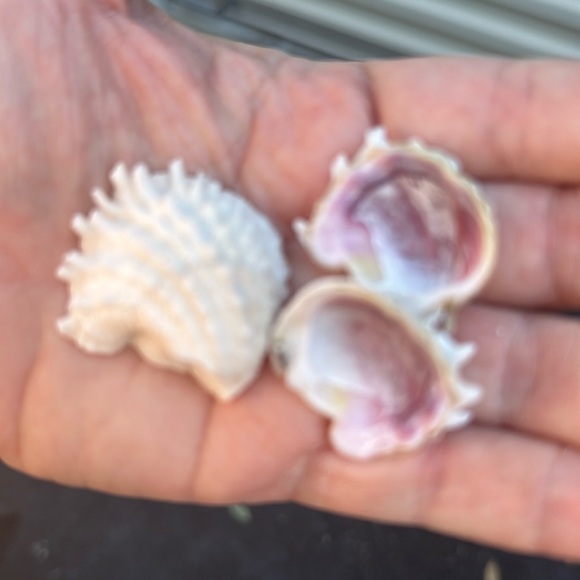 Accents | I Can Fill Up A Box With As Many Jewel Box Shells As I Can ...